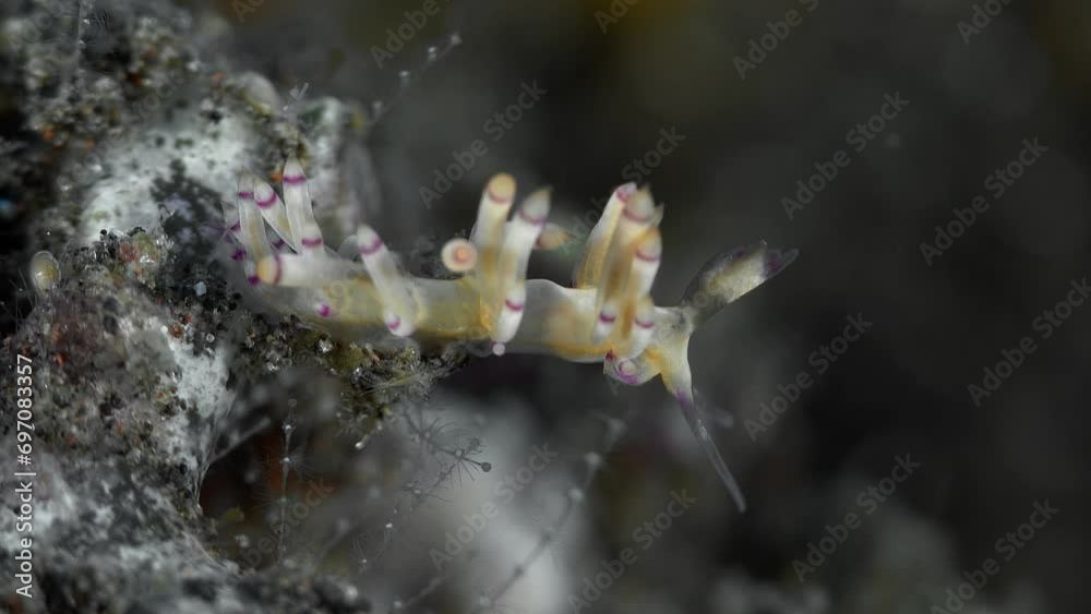 Vidéo Stock Nudibranch sits clinging to a sea sponge while its body is rocked by the sea current ...