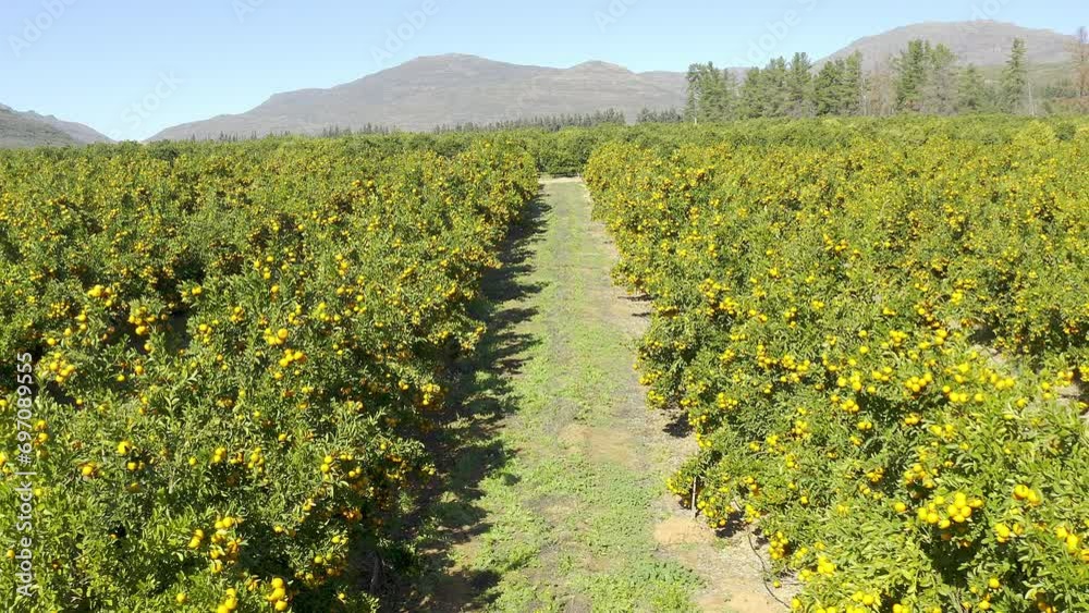 Agriculture, nature and drone of a lemon farm with natural, agro and ...