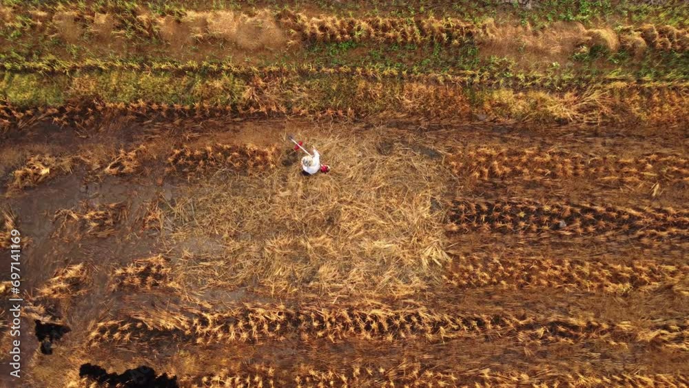 Farmers cut rice stubble in rice fields by using string trimmer. Rice ...