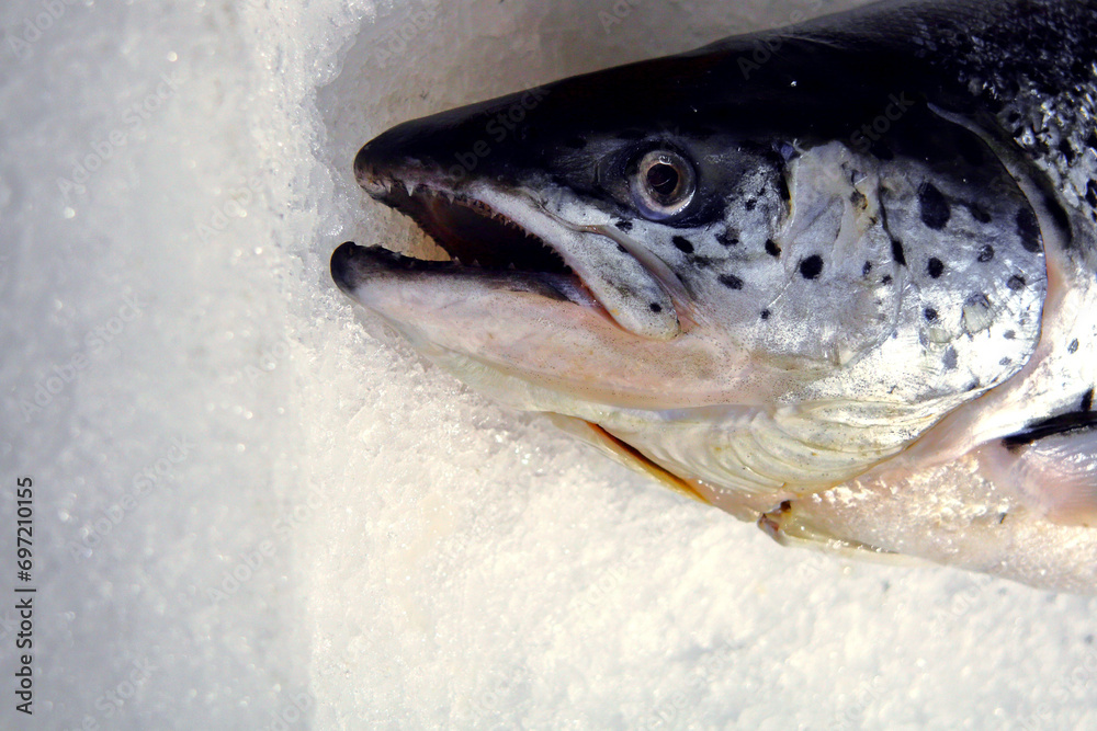 Fillet of Norwegian fish. Red fish.The silver carp.Pink salmon steak ...