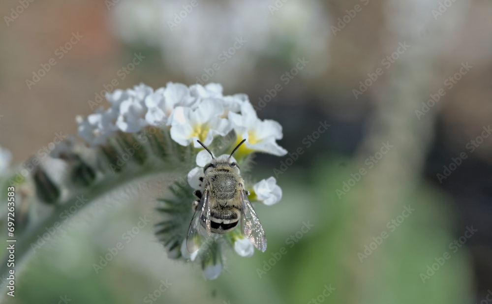 Amegilla, known as banded bees, is a large genus of bees in the tribe ...
