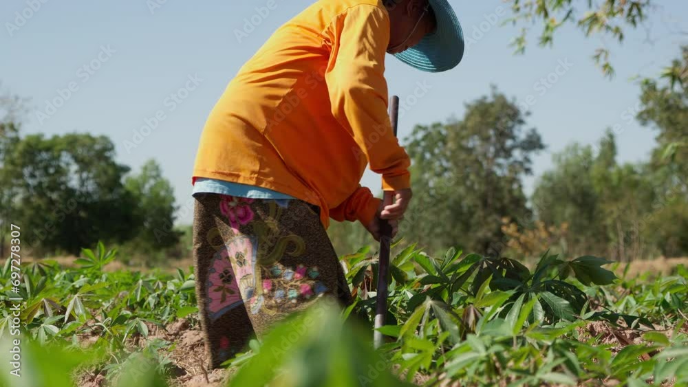 Farmers eliminate weeds in cassava fields during the dry season in ...