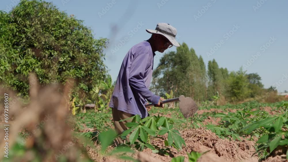 Farmers eliminate weeds in cassava fields during the dry season in ...
