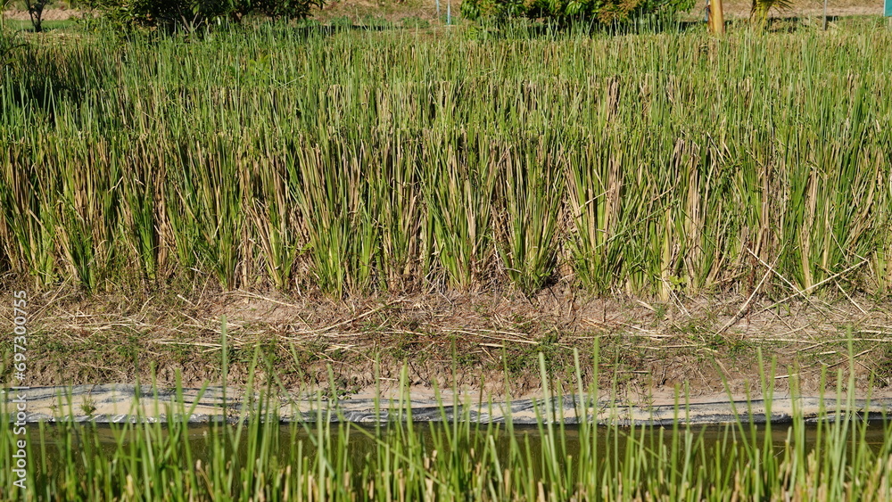 Vetiver grass cultivation to conserve the soil and water of the ...