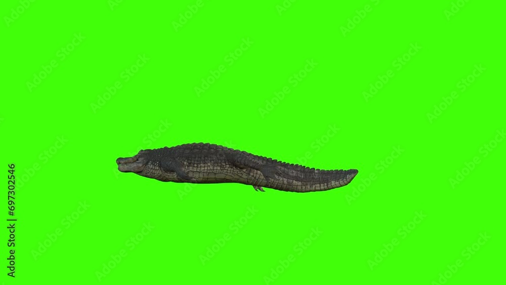 3D alligator Thrashing Death Roll attacking with tail animation walk ...