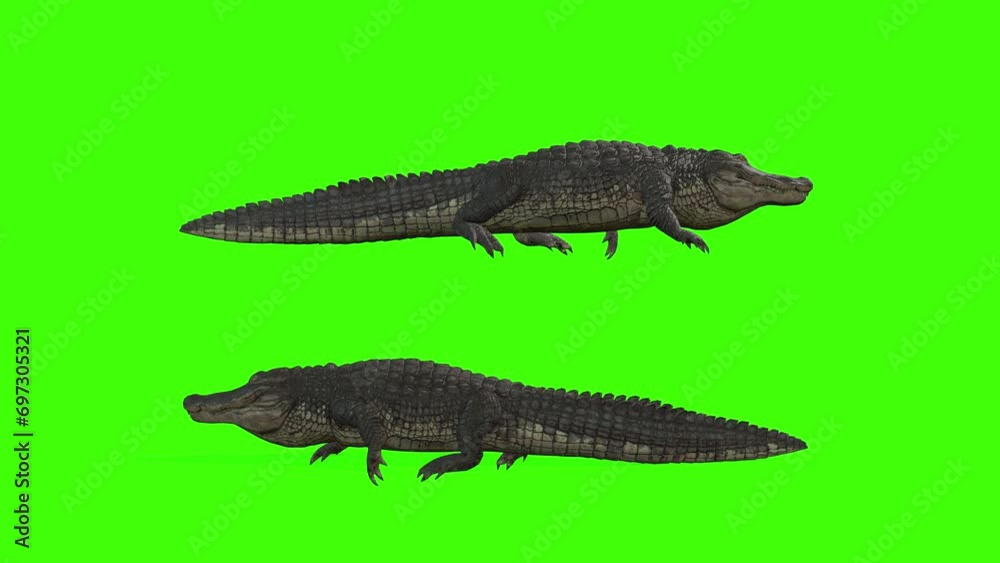 two 3d alligator slowly walking cycle side view on the green screen ...