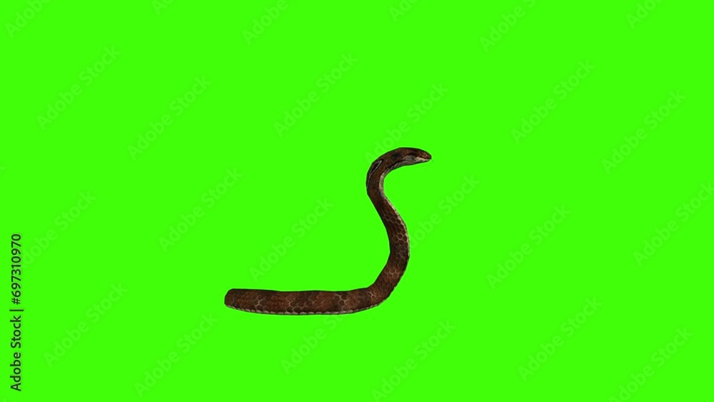 Vidéo Stock 3D realistic cobra snake attacking with cycle view ...
