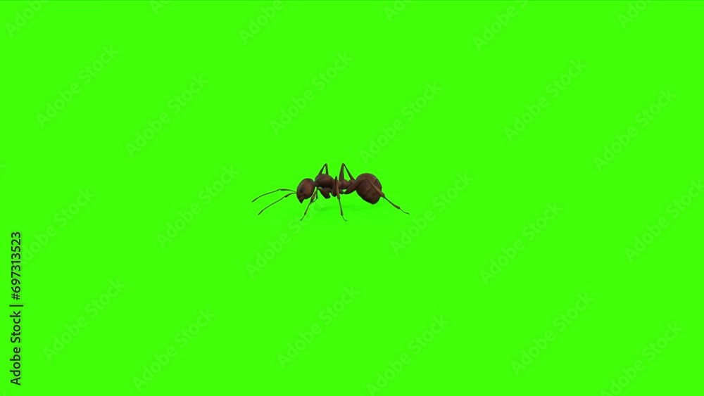 3D black Ant Insect Walking cycle view entering and outing Green Screen ...