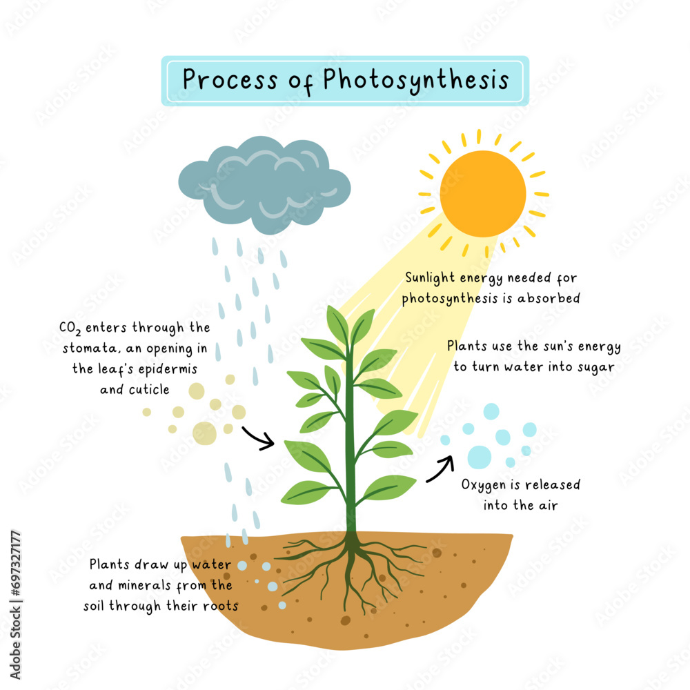 Poster infographic of photosynthesis process, educational poster – Wall ...