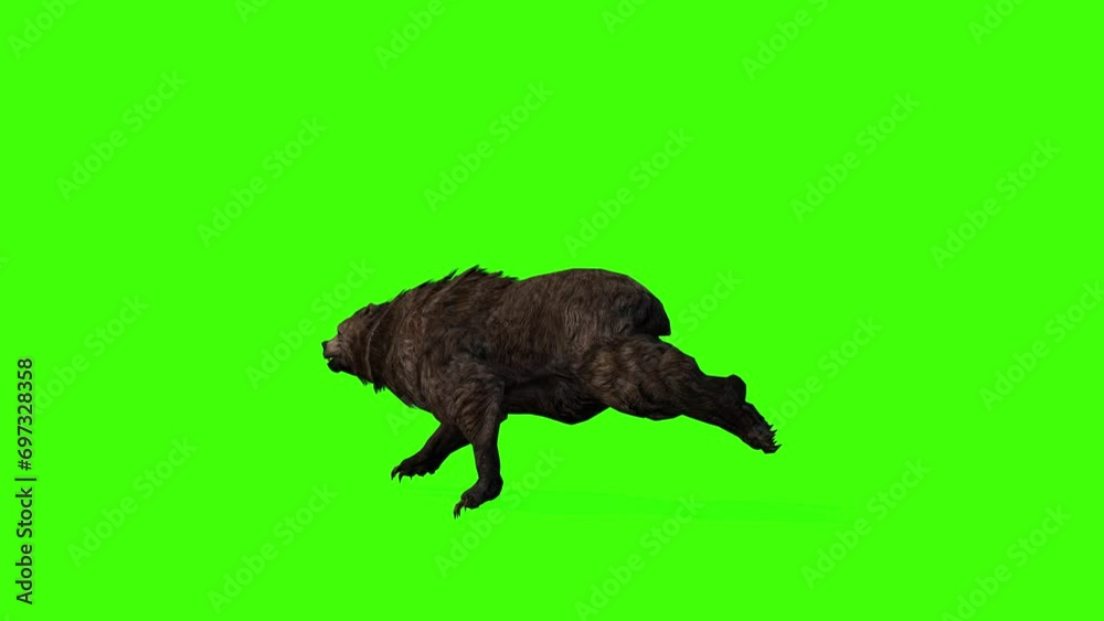 Bear realistic fast Running with cycle side view Green Screen Loop 3D ...