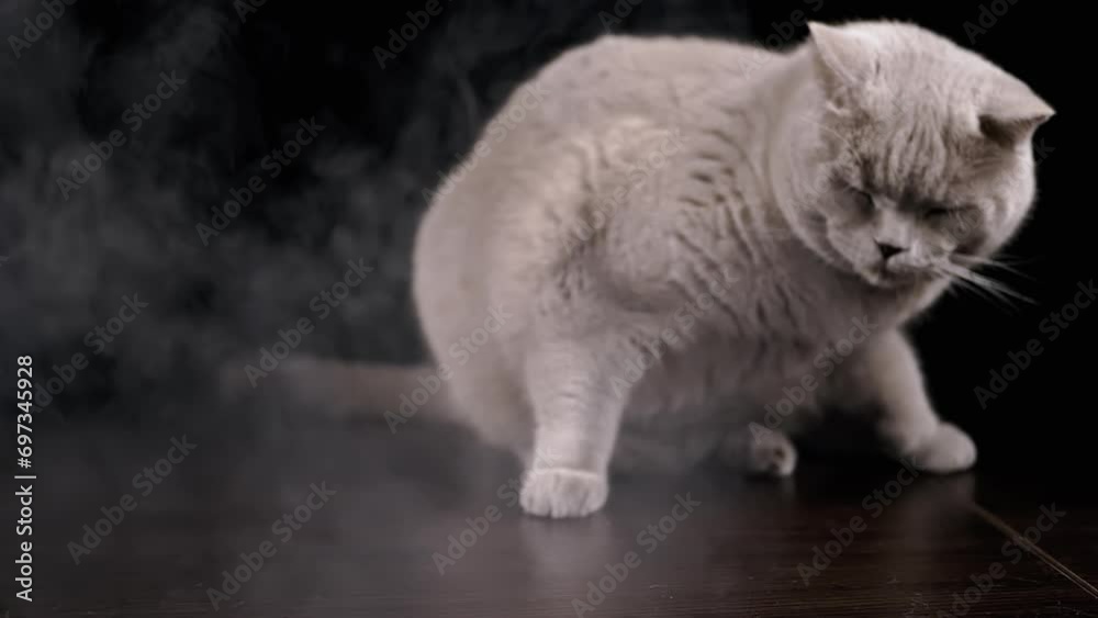 Close up, Large Gray Fluffy Cat Sits on Surface of a Table in a Smoky ...