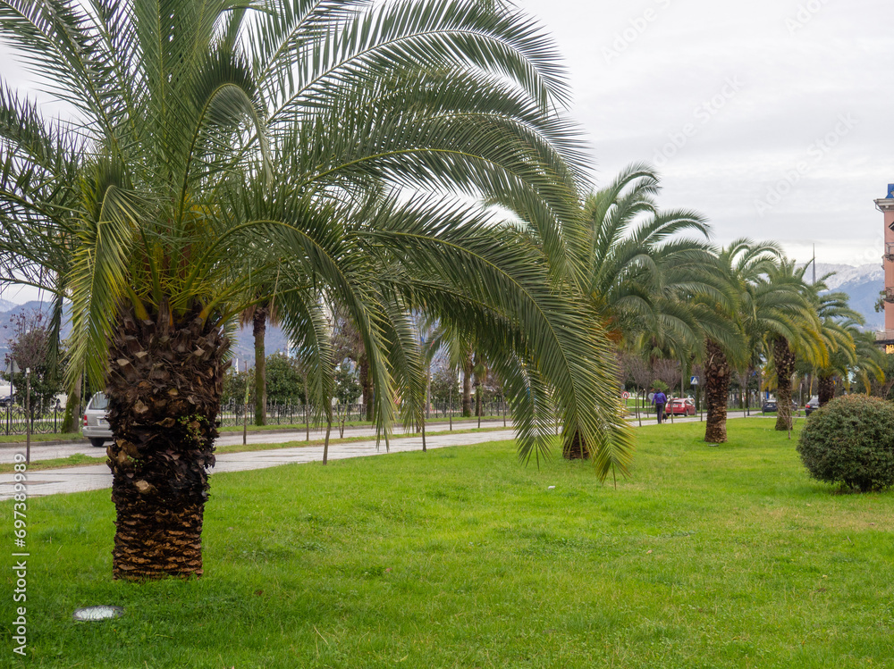 Batumi parks in December. Green park in winter. Well maintained landing ...