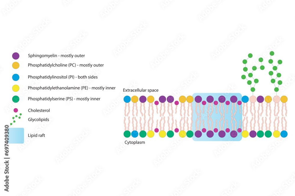 Diagrams showing schematic structure of cytoplasmatic membrane ...