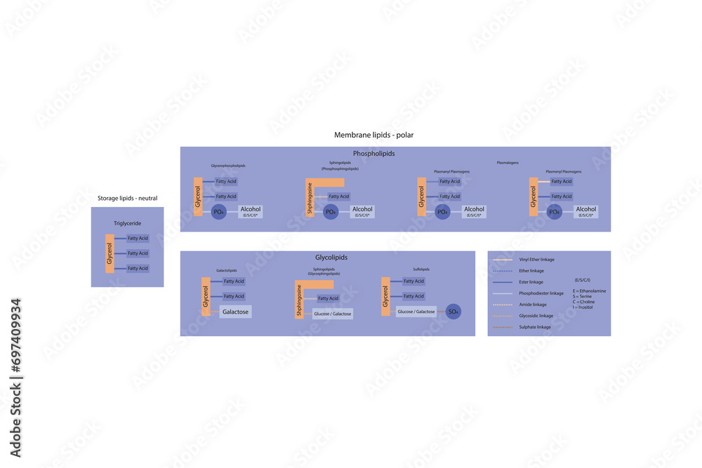 Diagram showing classification of lipids - storage lipids, membrane ...