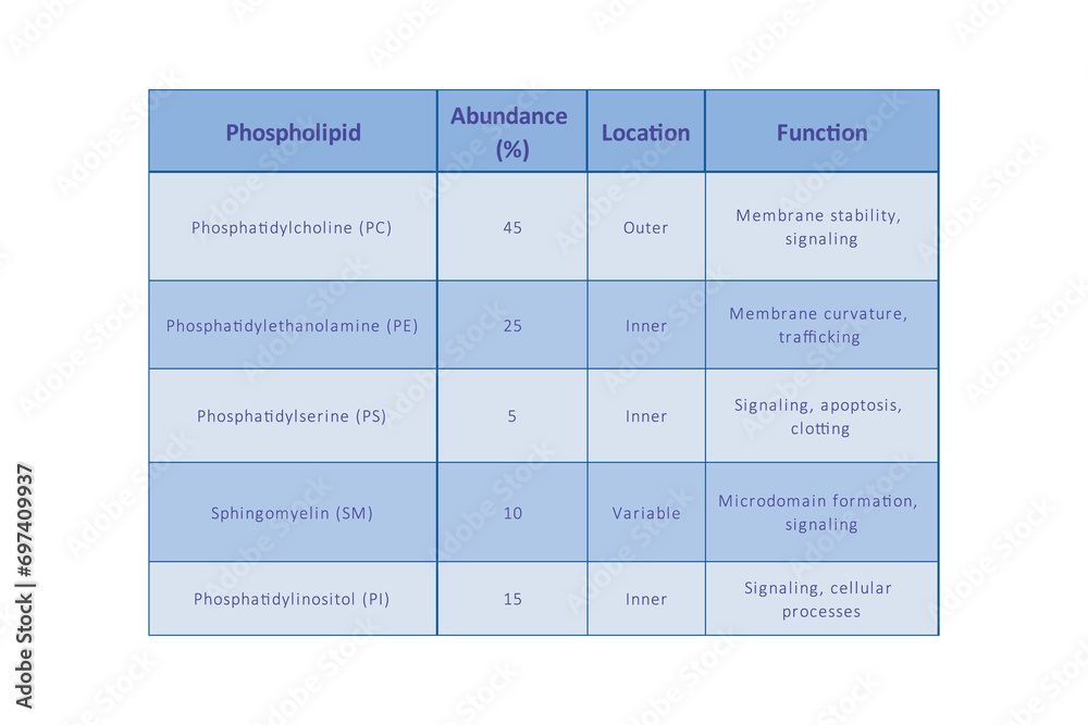 Table showing Phospholipids types, membrane abundance, location ...