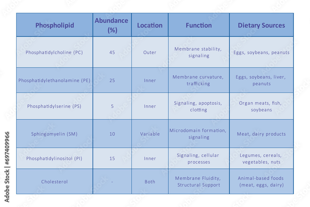 Vetor de Table showing Phospholipids types, membrane abundance ...