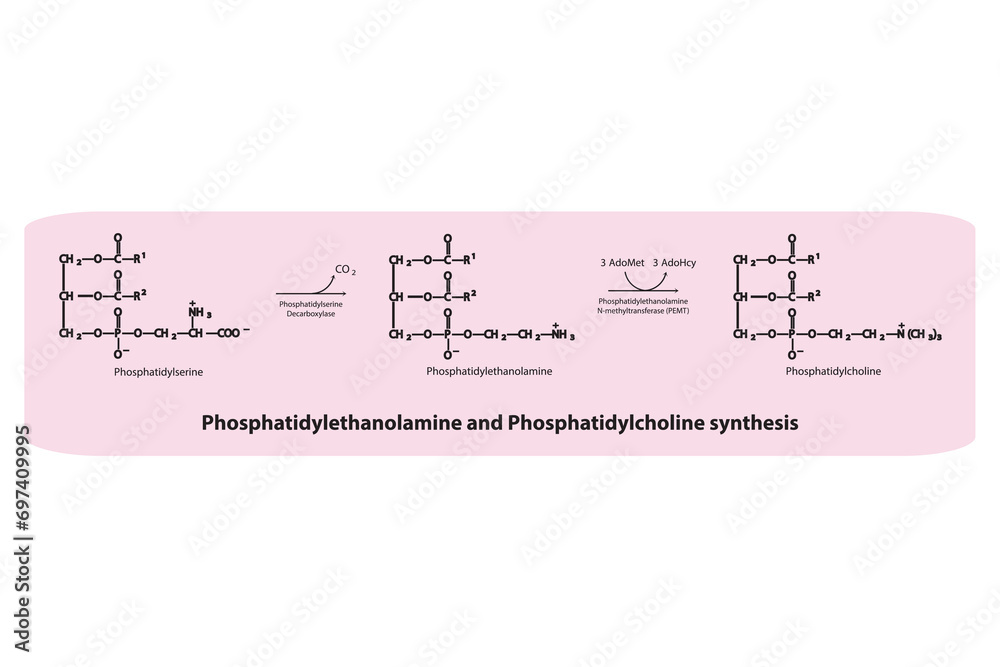 Schematic molecular diagram of Phosphatidylethanolamine and ...