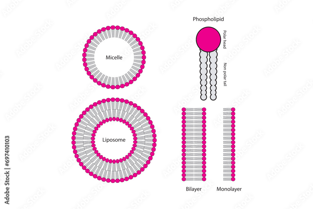 Diagram showing phospholipid structures - Liposome, micelle, monolayer and bilayer. Yellow ...