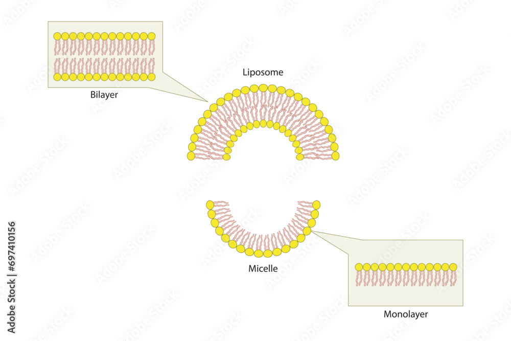 Diagram showing phospholipid structures - Liposome, micelle, monolayer and bilayer. Orange and ...