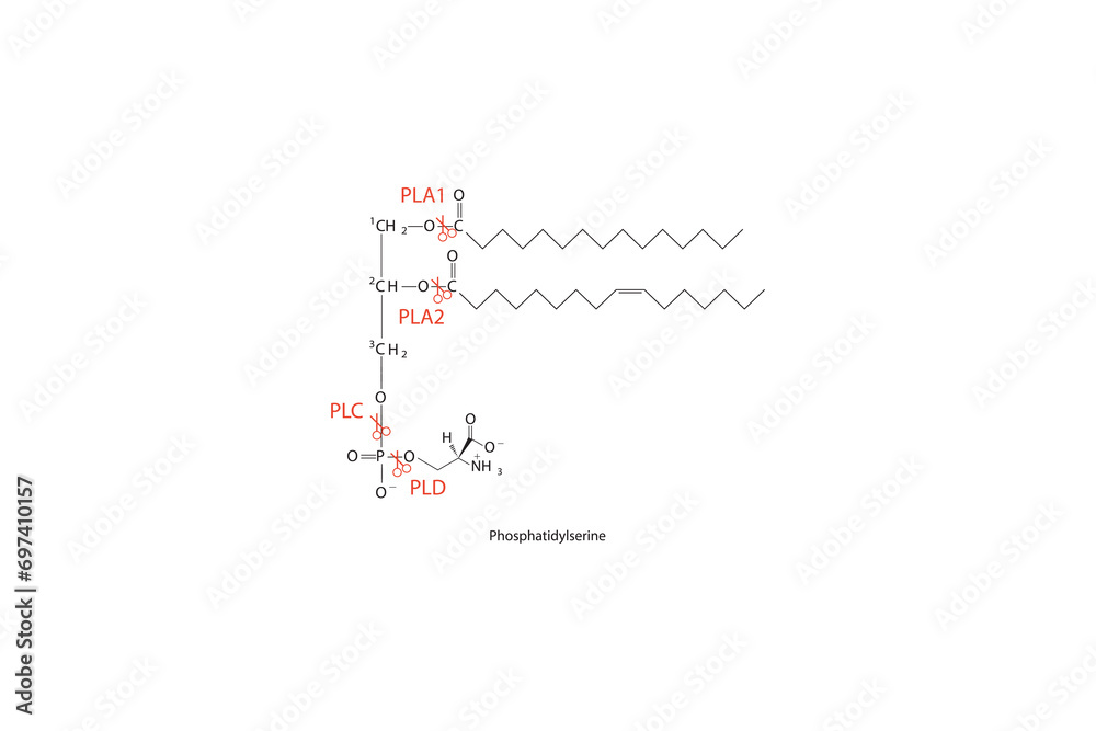 Diagram showing cleavage sites of phospholipases - PLA1, PLA2, PLC, PLD ...
