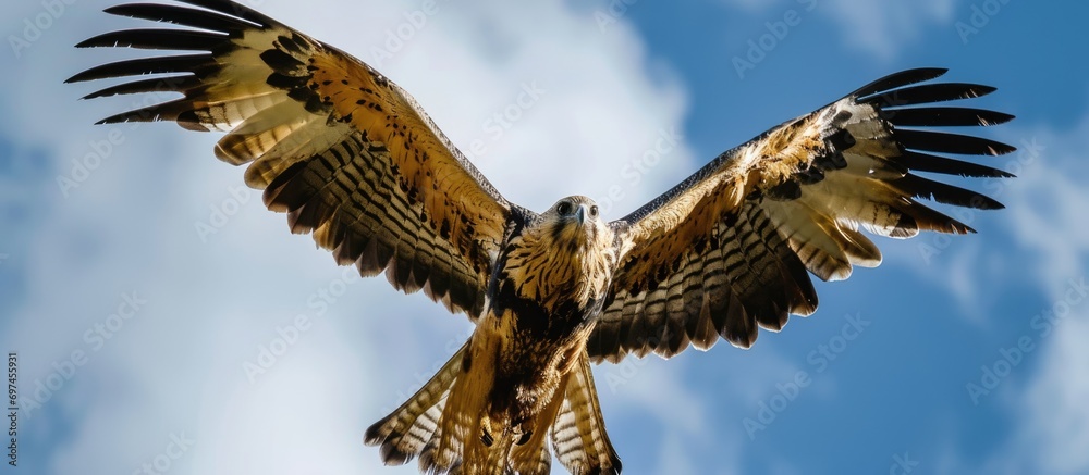 Australian bird of prey, photographed from below, flying with spread ...