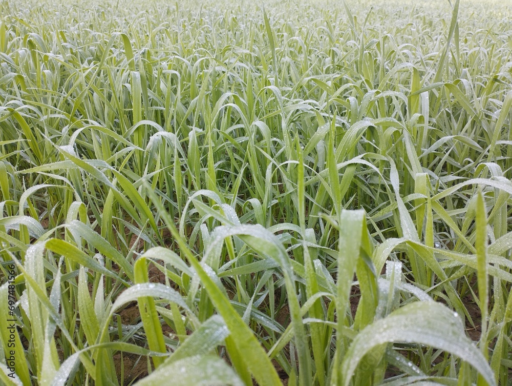 small wheat plants, wheat field, dew on leaves, green field wallpaper ...