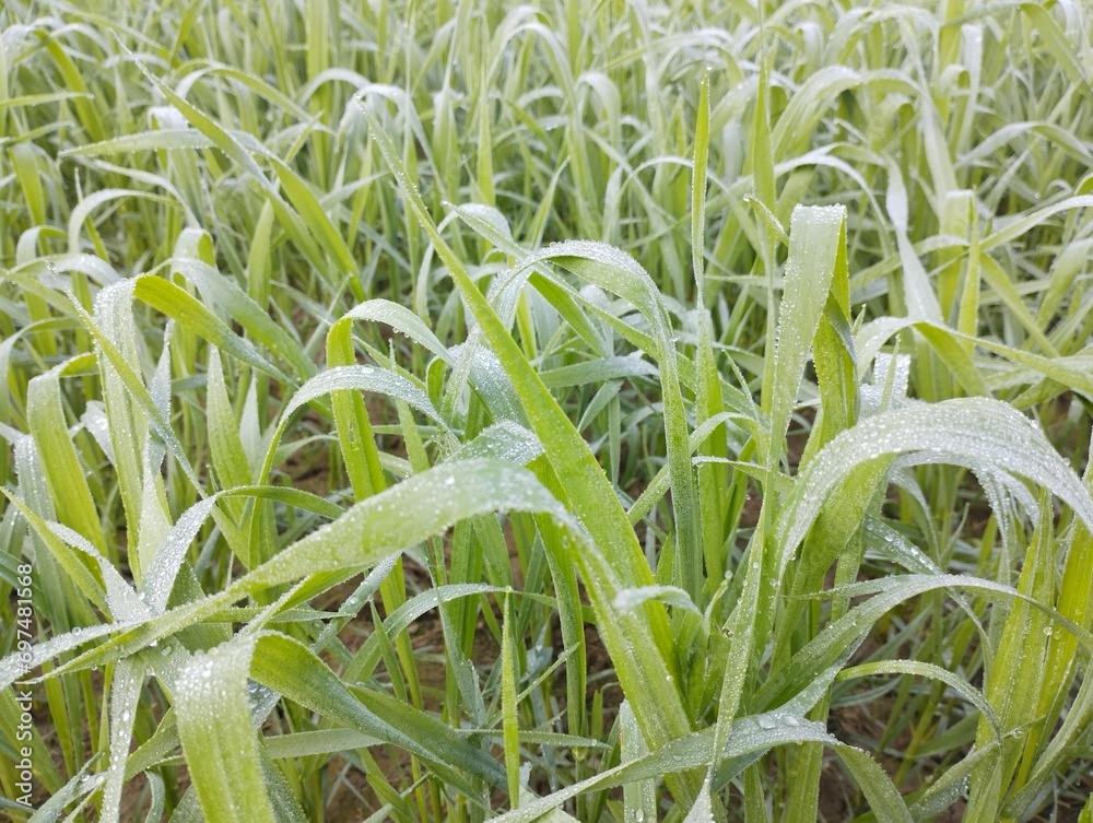 small wheat plants, wheat field, dew on leaves, green field wallpaper ...