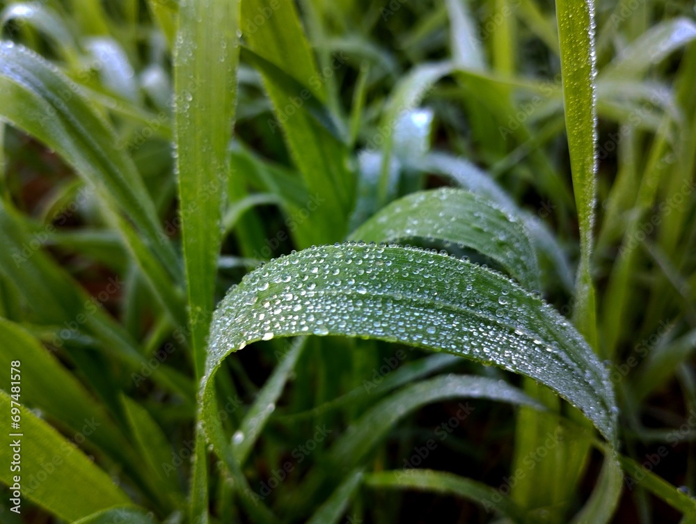 small wheat plants, wheat field, dew on leaves, green field wallpaper ...