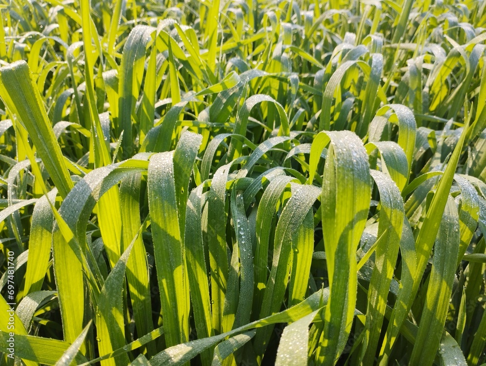 small wheat plants, wheat field, dew on leaves, green field wallpaper ...