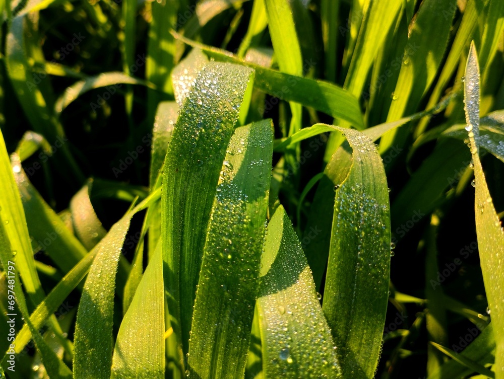 small wheat plants, wheat field, dew on leaves, green field wallpaper ...