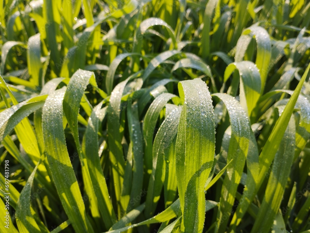 small wheat plants, wheat field, dew on leaves, green field wallpaper ...