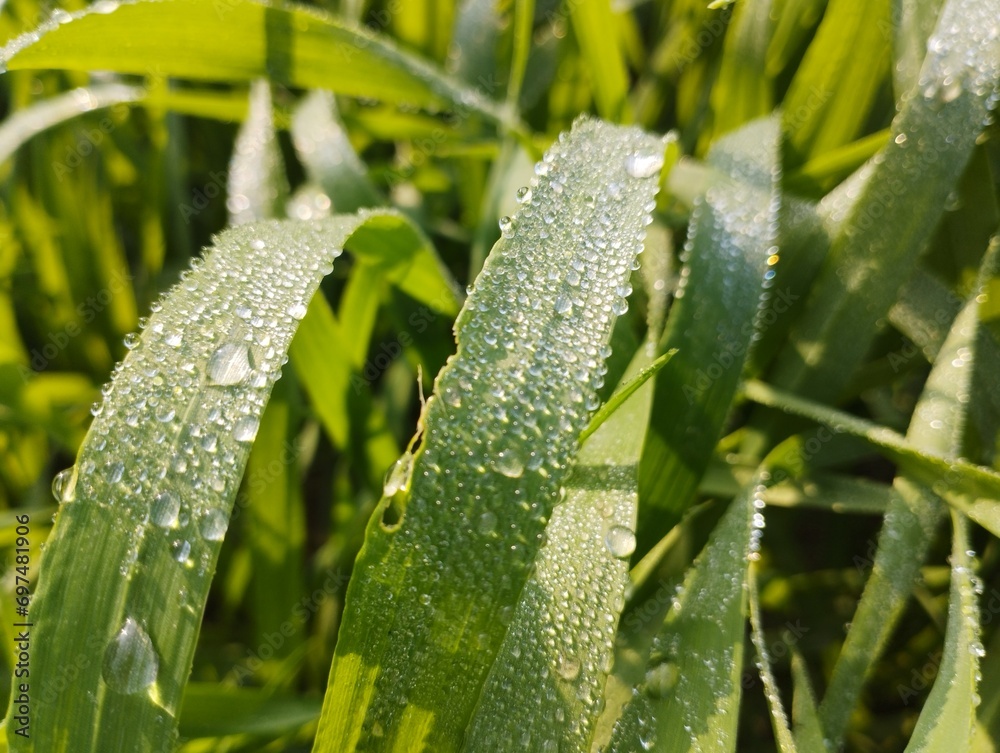 dew on the grass, small wheat plants, wheat field, dew on leaves, green ...