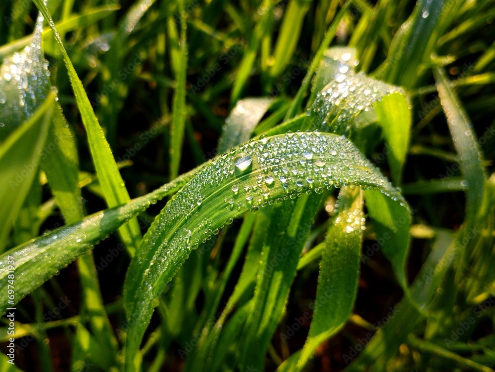 dew on grass, small wheat plants, wheat field, dew on leaves, green ...