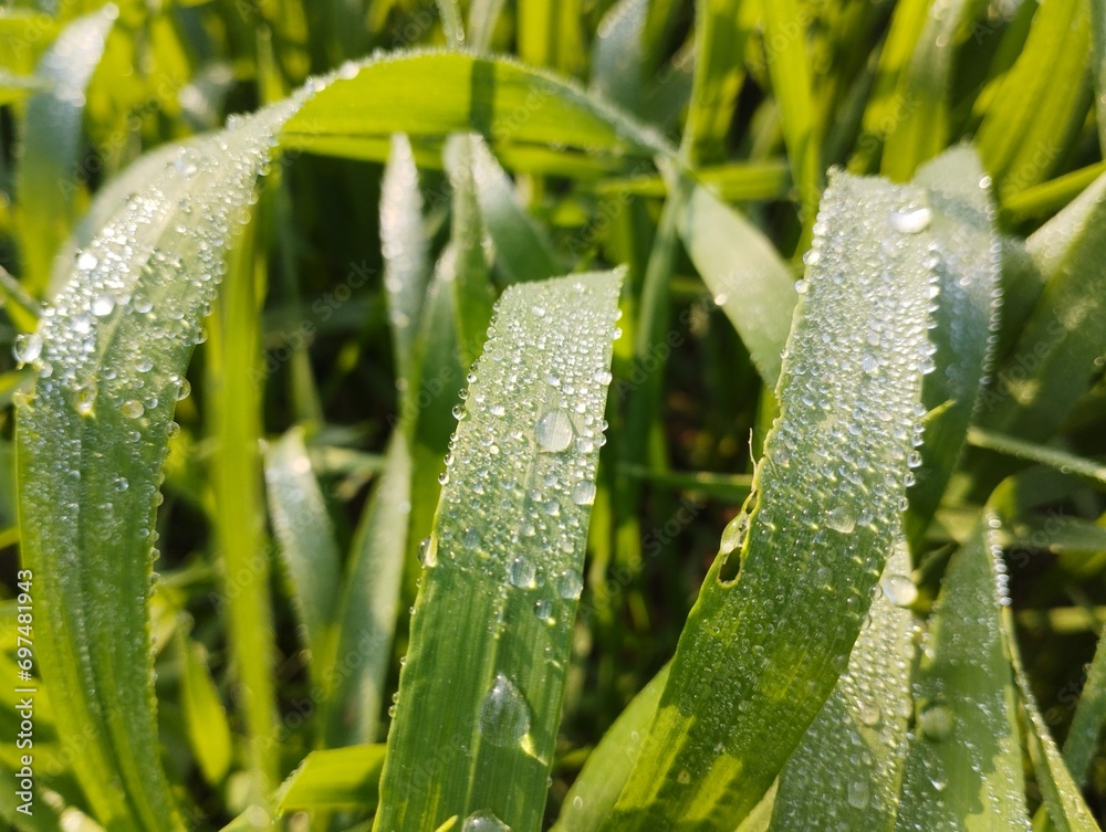 grass with dew drops. small wheat plants, wheat field, dew on leaves ...
