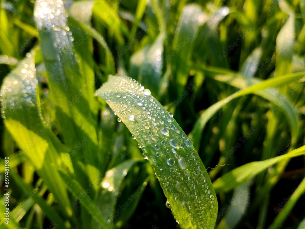 small wheat plants, wheat field, dew on leaves, green field wallpaper ...