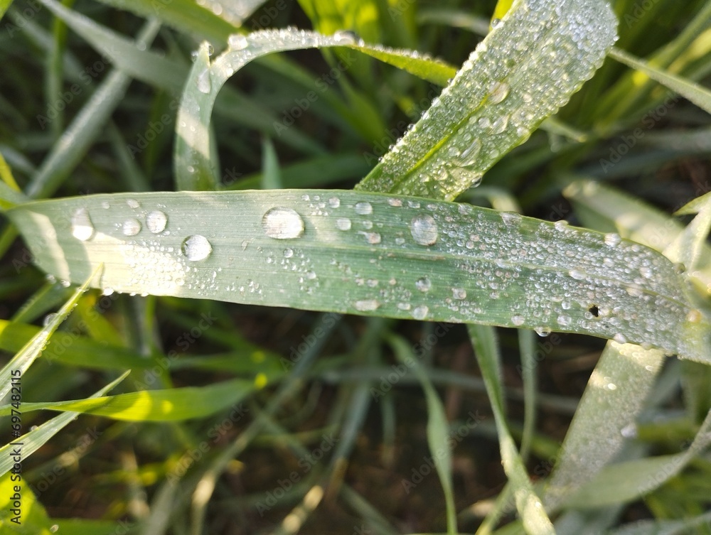 small wheat plants, wheat field, dew on leaves, green field wallpaper ...
