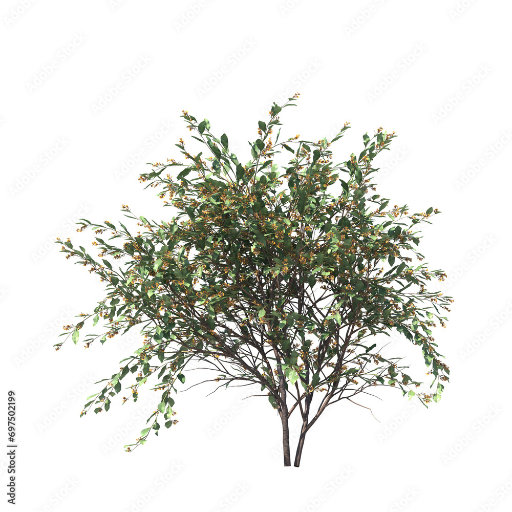 Daviesia latifolia, hop bitter-pea, evergreen, small tree, bush, tree ...