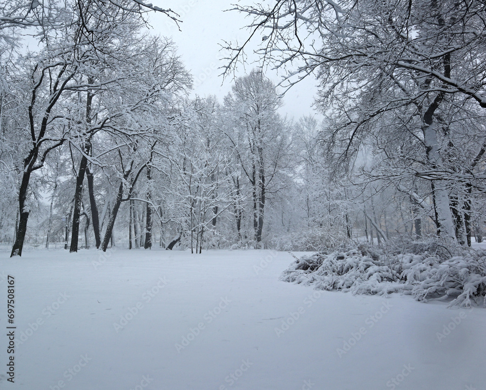 Park is covered with snow on a cloudy and frosty winter day. Beautiful ...