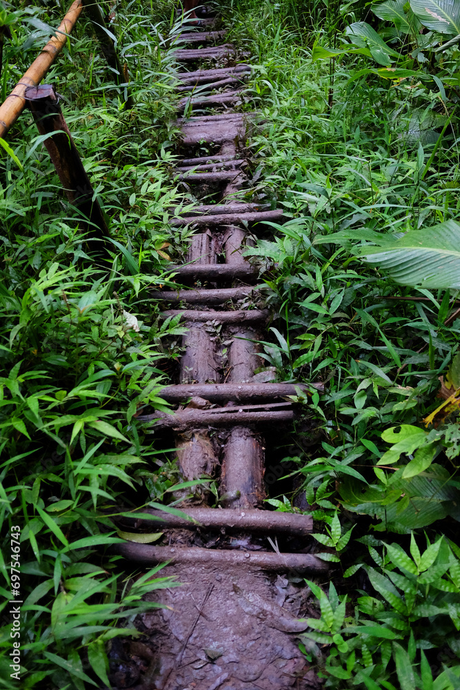 Natural Wooden bridge wet crossing the stream and wild grass of ...