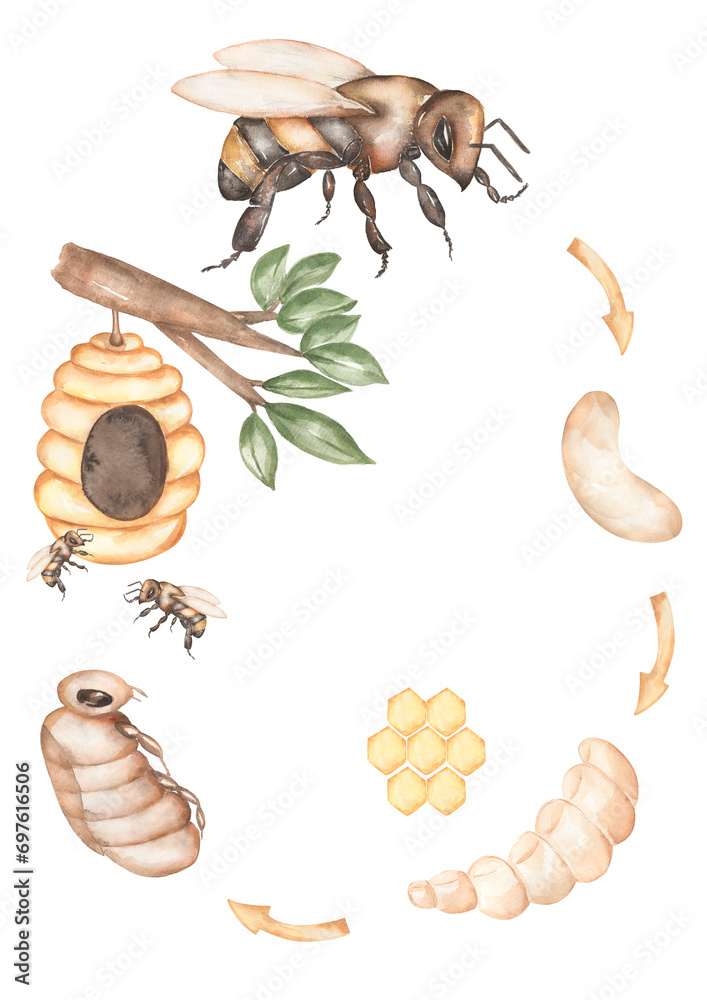 Bee Life Cycle Clipart, Watercolor insect Life Cycle Poster, honey bee ...