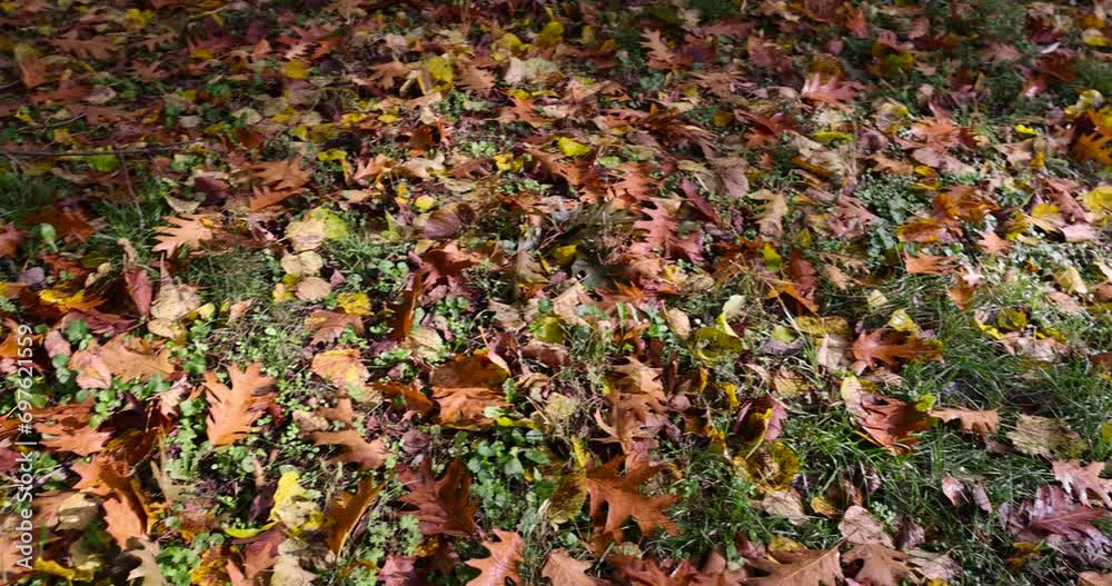 multicolored oak foliage during leaf fall, colored oak tree foliage in ...