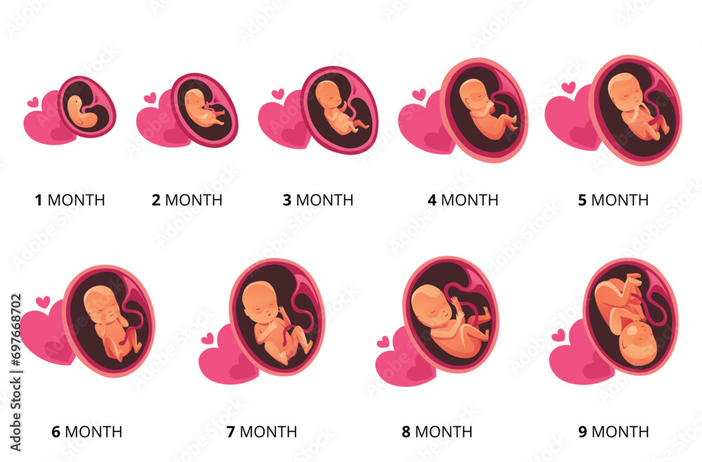 Poster Embryo month stage growth, fetal development vector flat ...