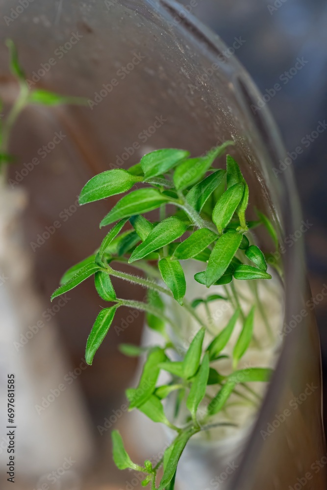 Germination of seedlings in paper. Seed planting methods by farmers for ...
