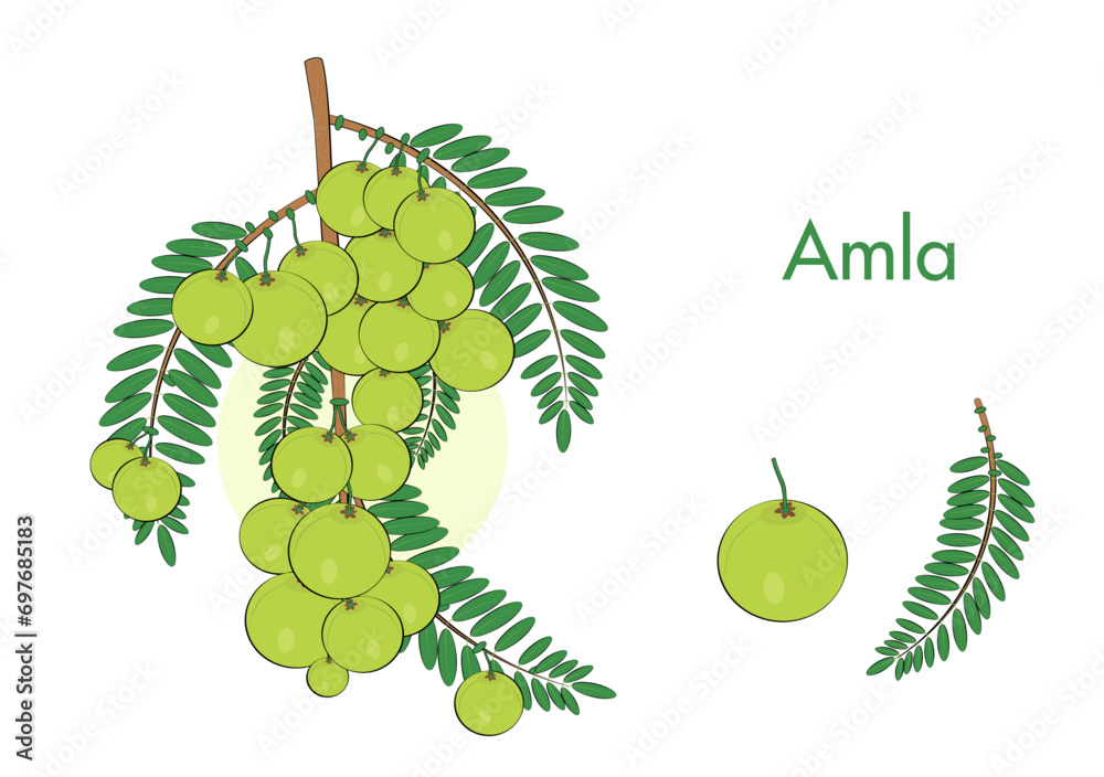 Amla Berry Sketch: Hand-Drawn Plant Illustration for Natural Designs ...
