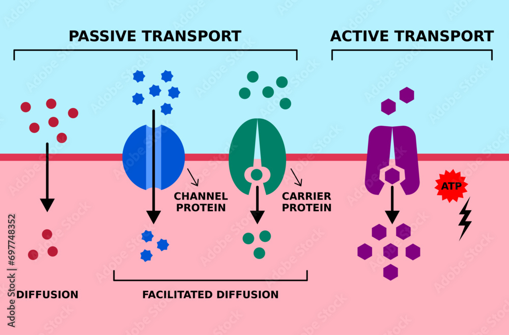 Passive and active cell membrane transport. Diffusion, facilitated ...