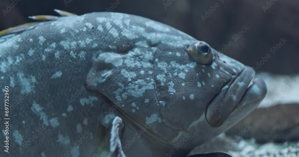 Stockvideon Close up, spotted fish with bulging eyes lie motionless on ...