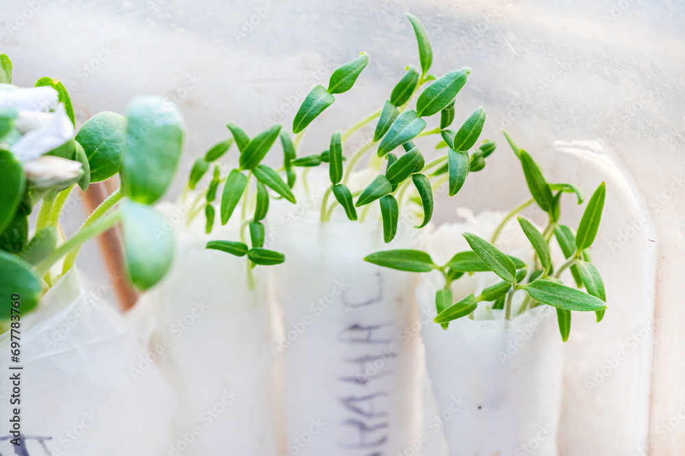 Germination of seedlings in paper. Seed planting methods by farmers for ...