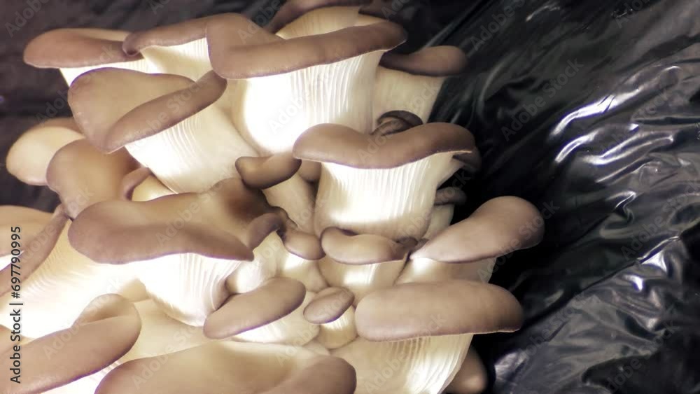 Vidéo Stock Pleurotus ostreatus footage. Oyster mushrooms time lapse ...