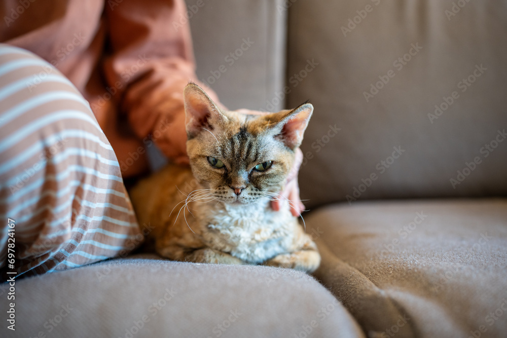 Tall-eared, short-haired, slender, almost sleepy cat Devon Rex closing ...