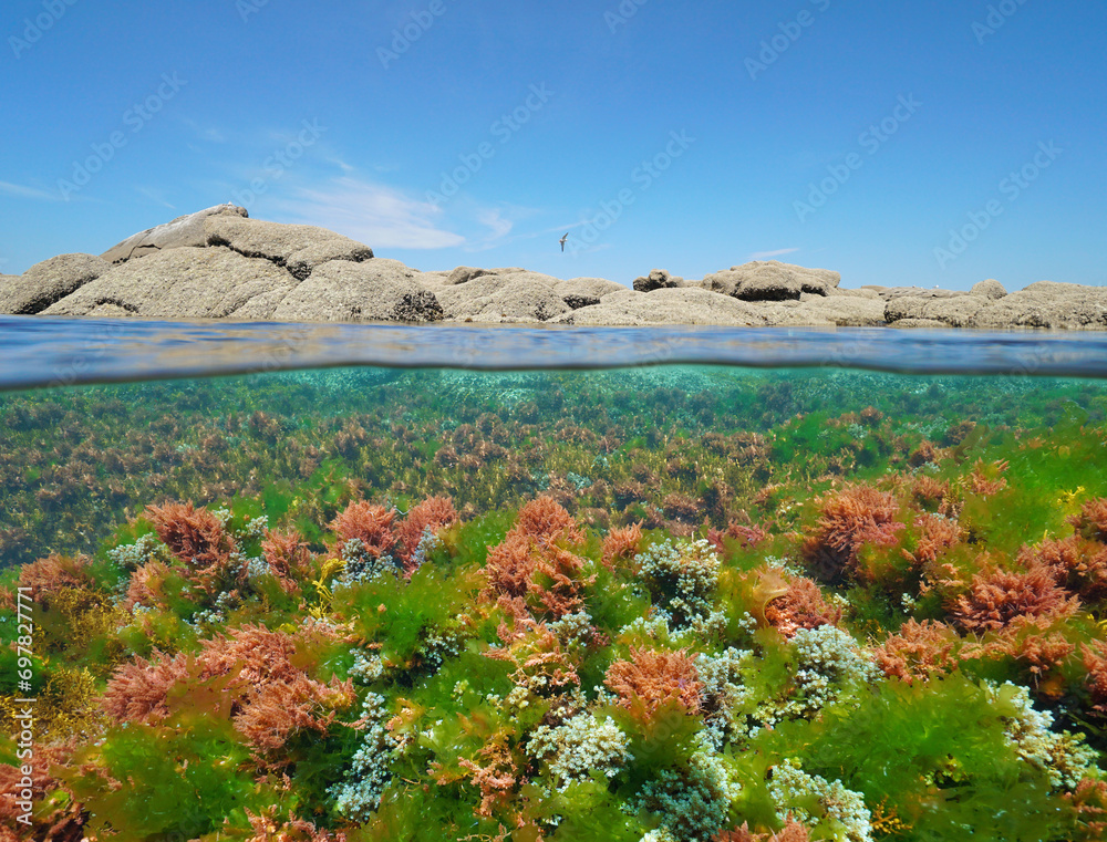 Seaweed colors underwater in the sea and rocks on the shore with blue ...